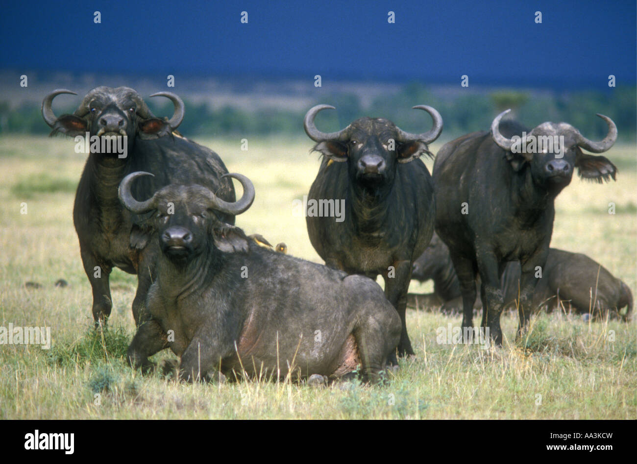 Four male Cape Buffalo in the Masai Mara National Reserve Kenya East ...
