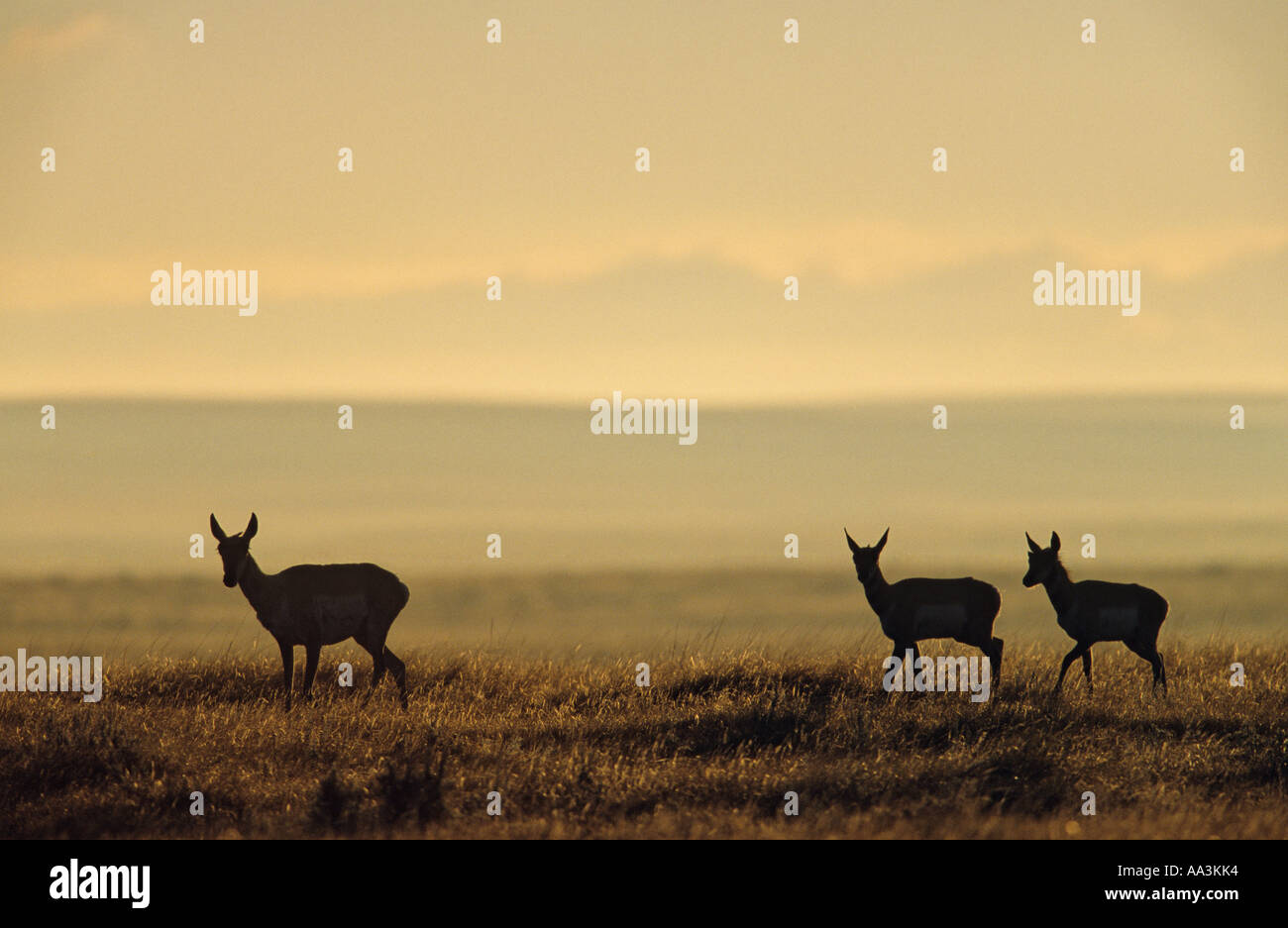 Pronghorn antelope saskatchewan hi-res stock photography and images - Alamy