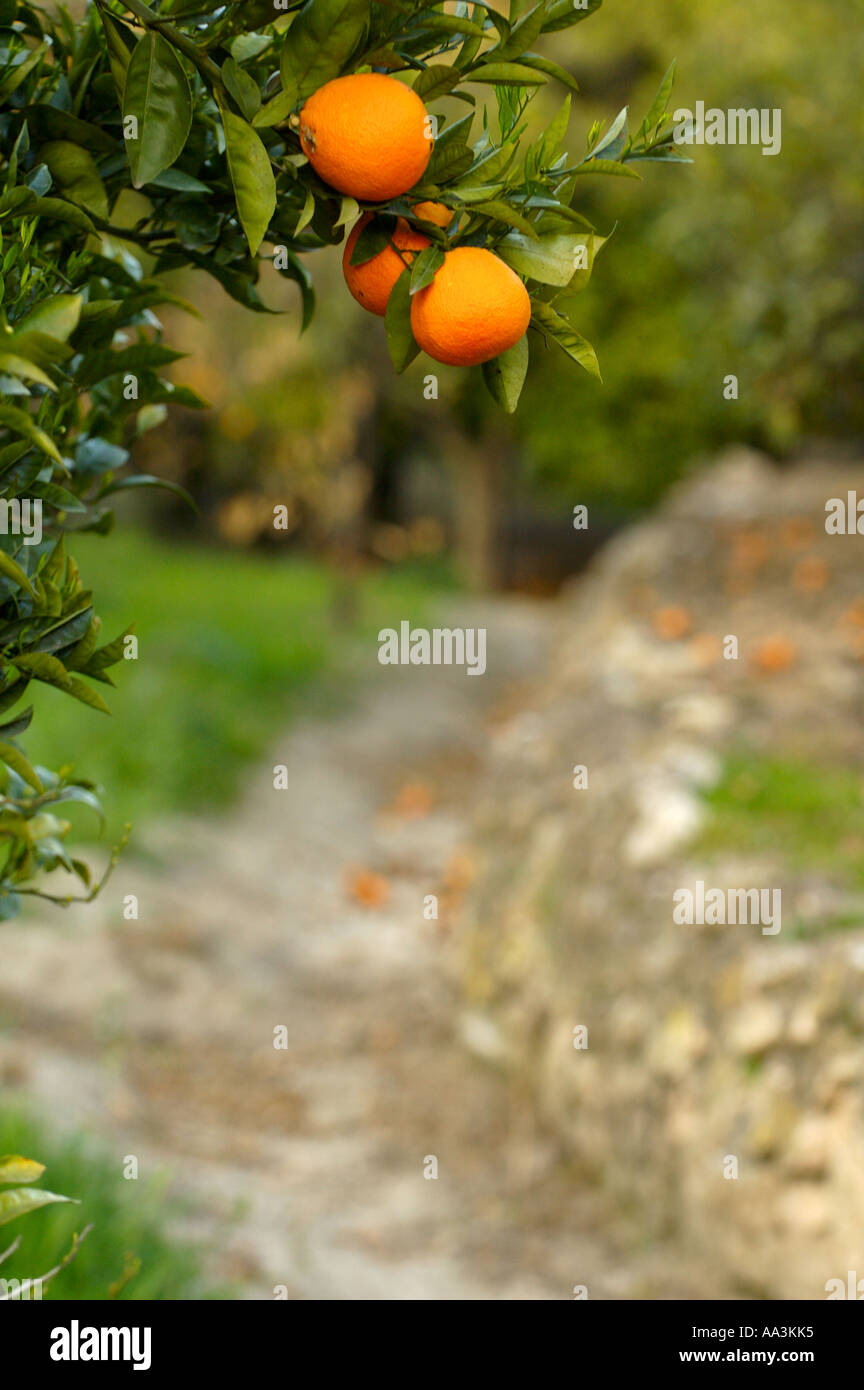 Tree way pathway fruit leaves hi-res stock photography and images - Alamy