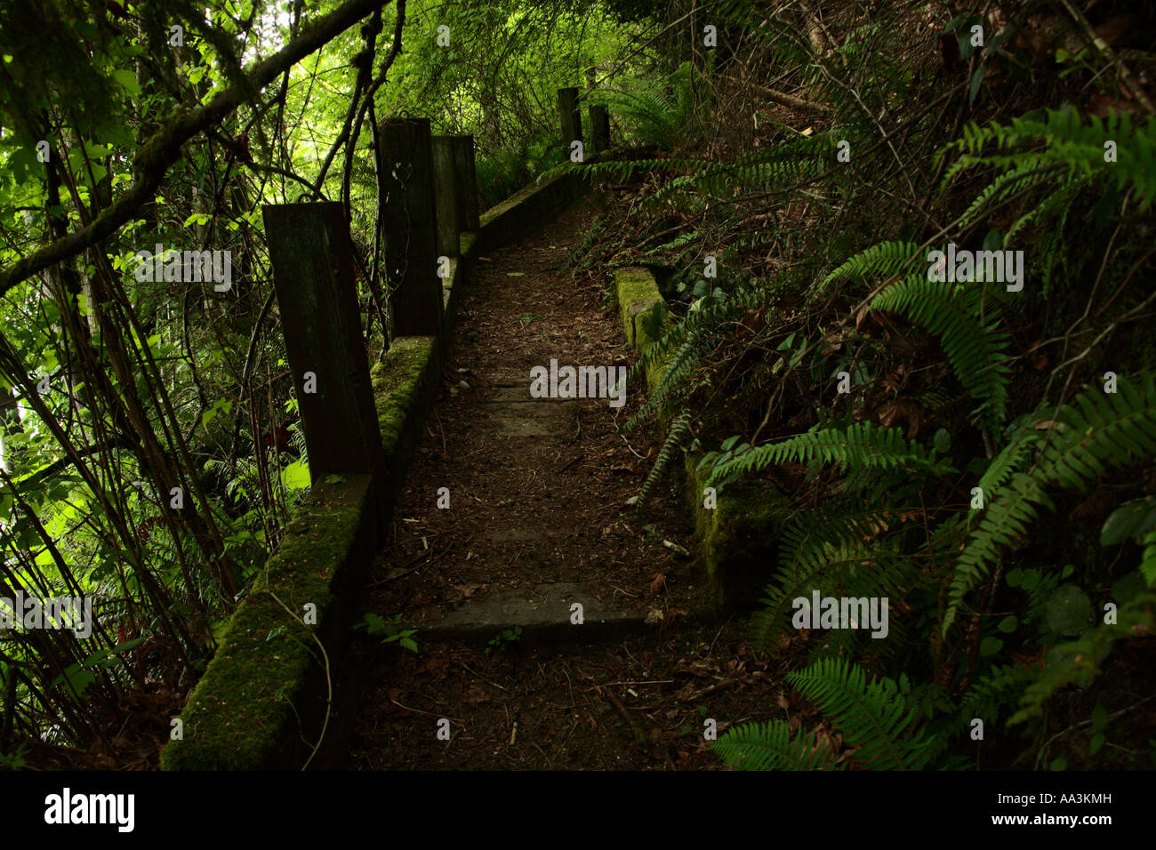 Dark Rain Forest Path Stock Photo - Alamy