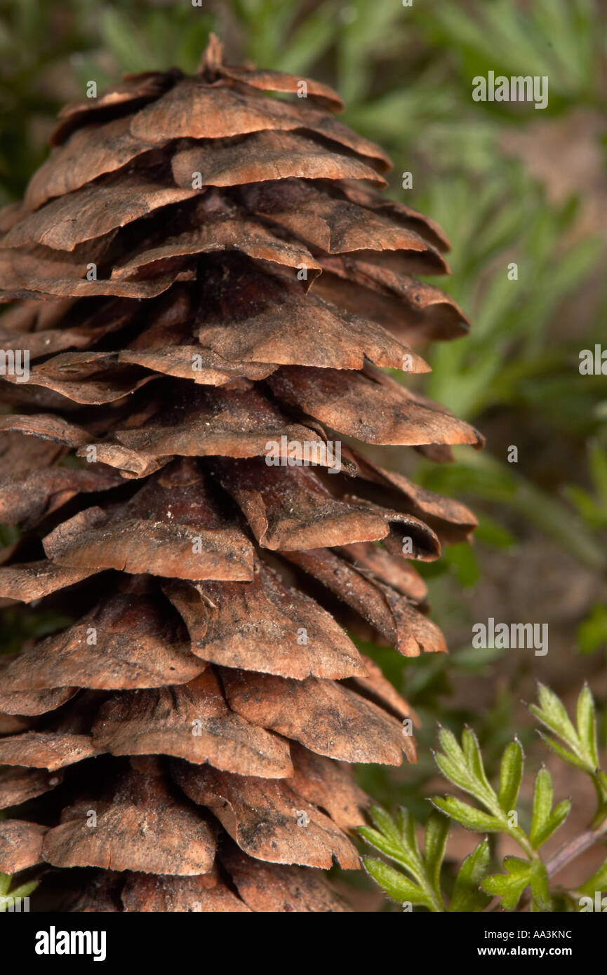 Norwegian spruce pine cone hi-res stock photography and images - Alamy