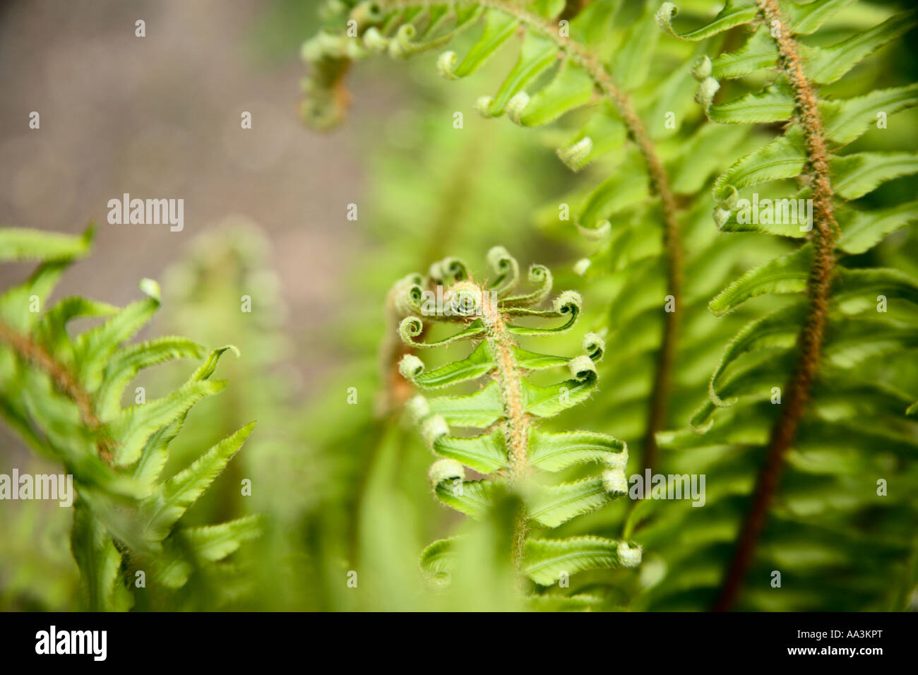 Curled ferns hi-res stock photography and images - Alamy