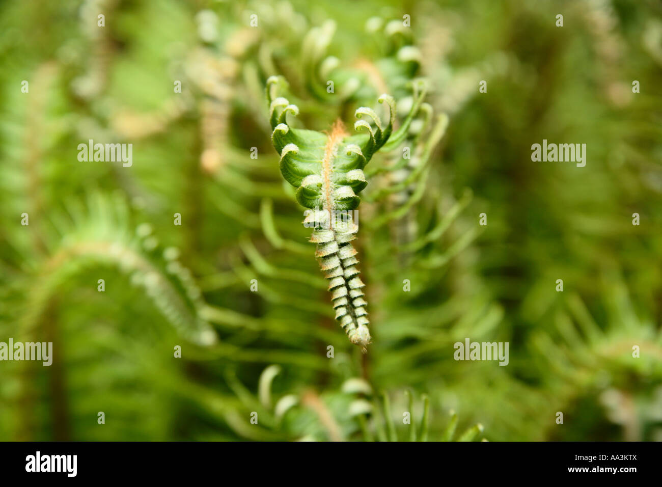 Opening leaf ferns hi-res stock photography and images - Alamy