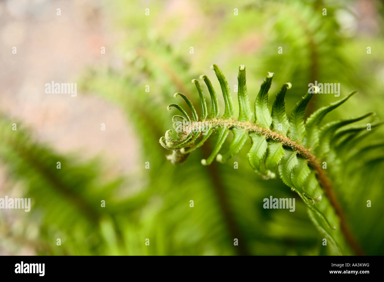 Opening leaf ferns hi-res stock photography and images - Alamy