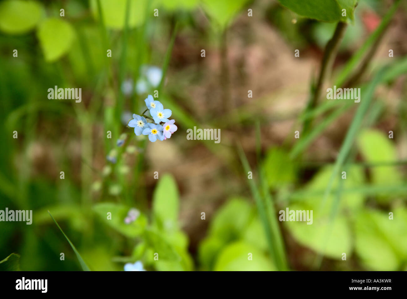 Gren flowers hi-res stock photography and images - Alamy