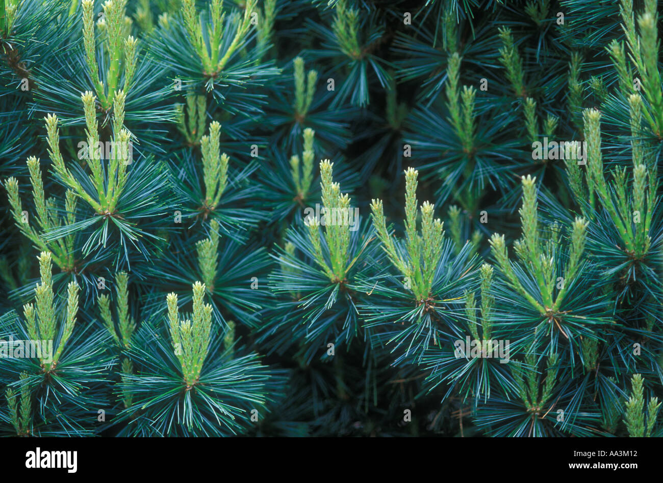 Pinus strobus blue shag hi-res stock photography and images - Alamy