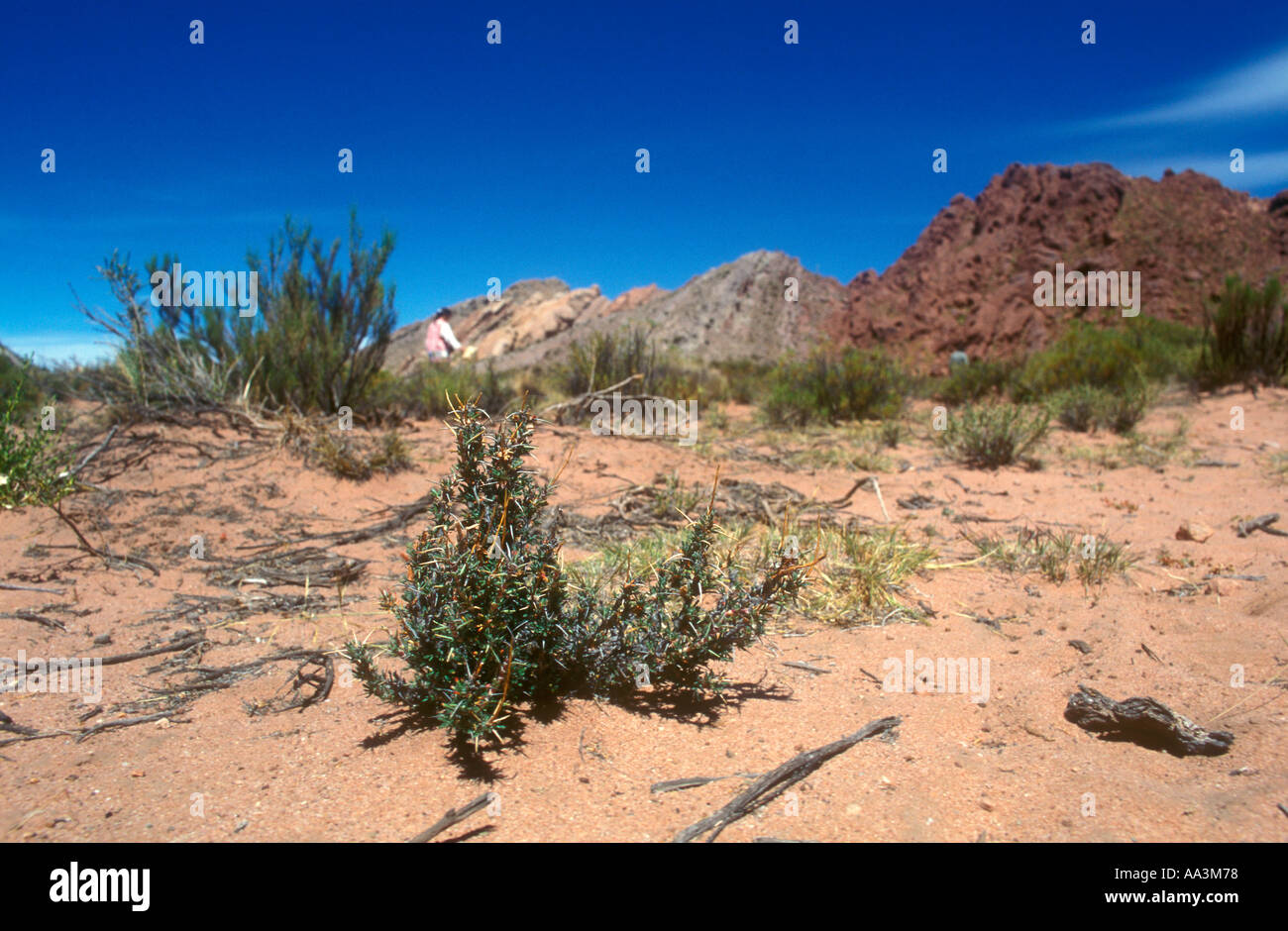 Dwarf Plants from Desert Puna Ecosystem from Northern Argentina Stock ...