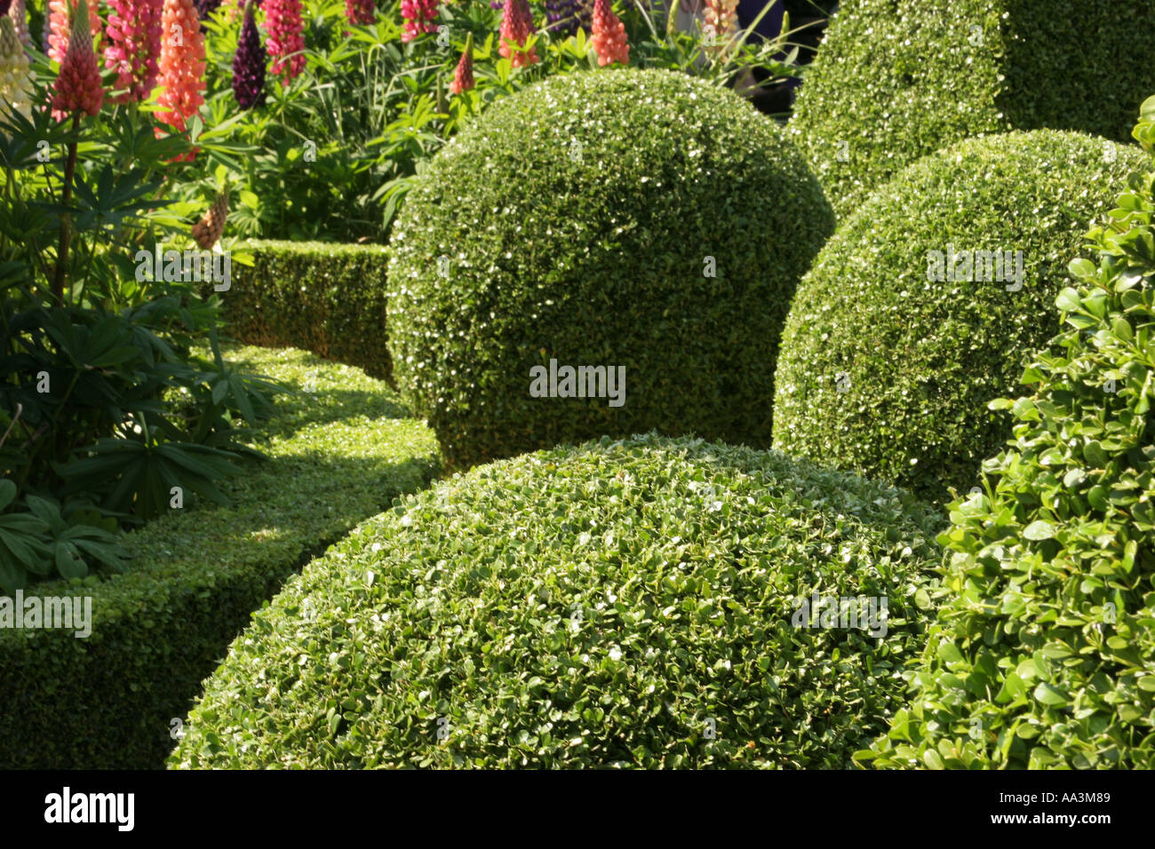 A Box Hedge in various shapes with Lupins Stock Photo - Alamy