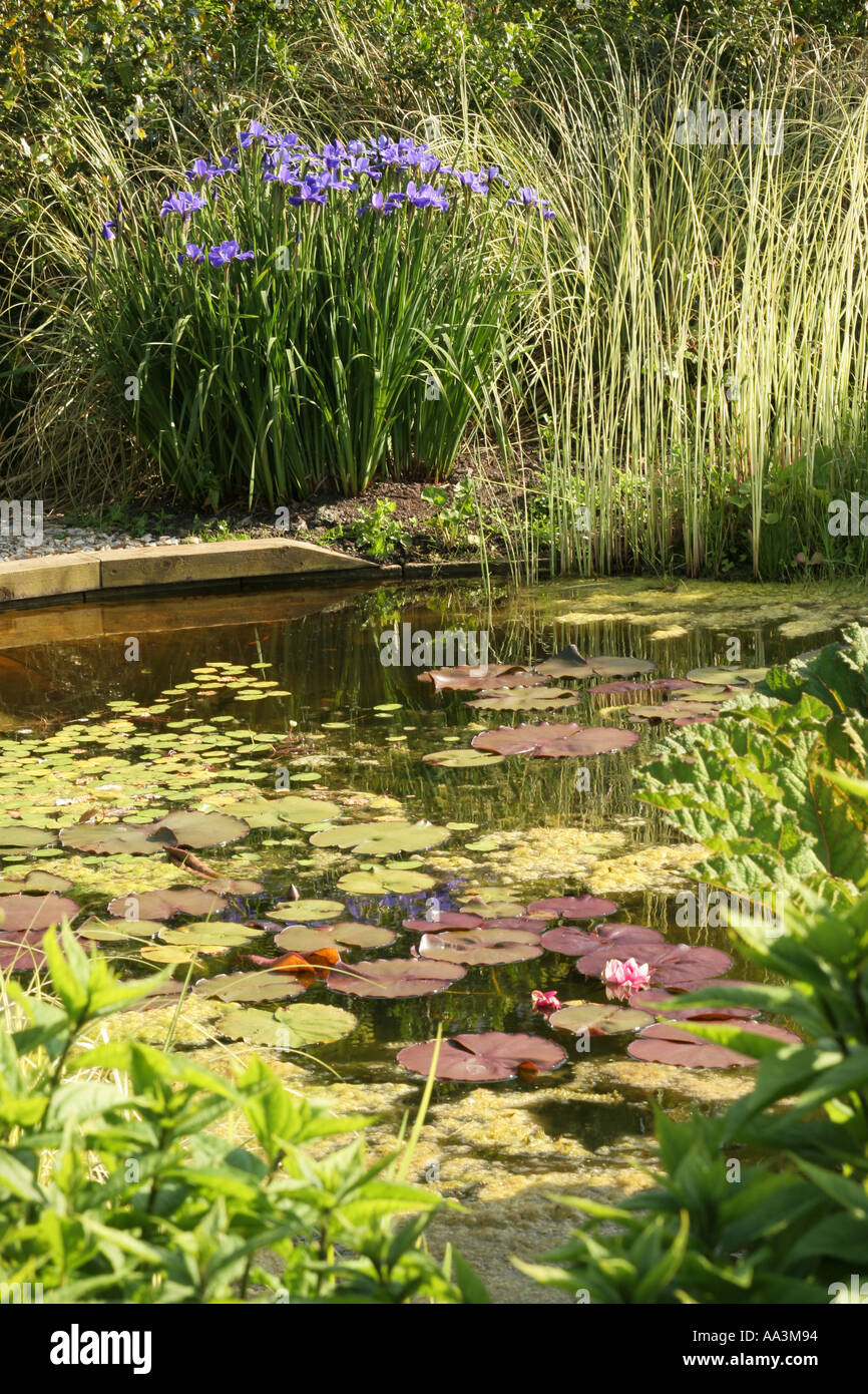 A typical garden pond in Norfolk England UK Stock Photo - Alamy