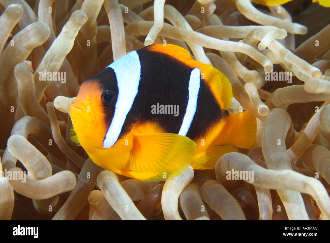 Red Sea Anemonefish Nemo Stock Photo - Alamy