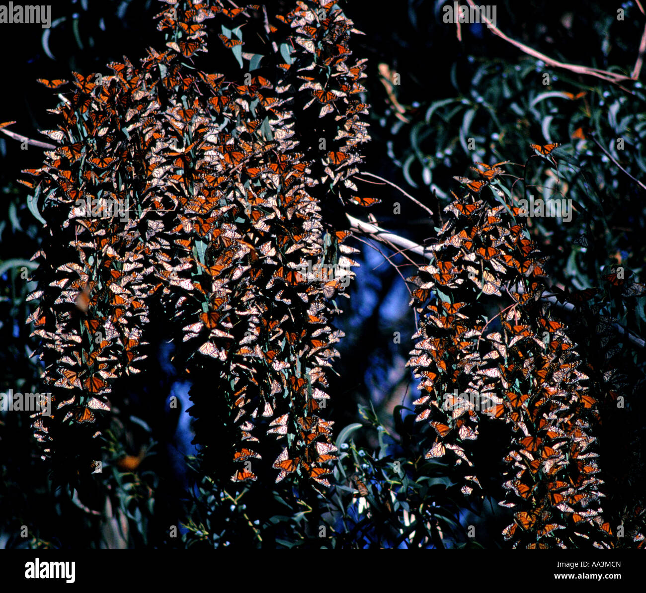 Monarch butterflies Danaus plexippus clustering on eucalyptus tree branches as they winter in a ...