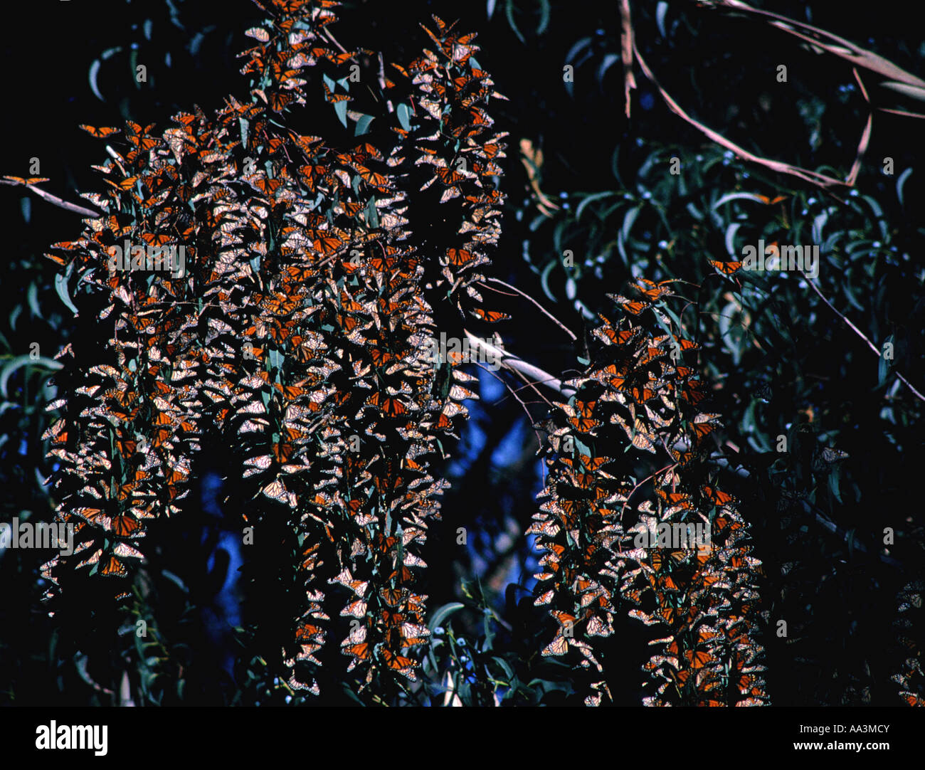 Monarch butterflies Danaus plexippus clustering on eucalyptus tree branches as they winter in a ...