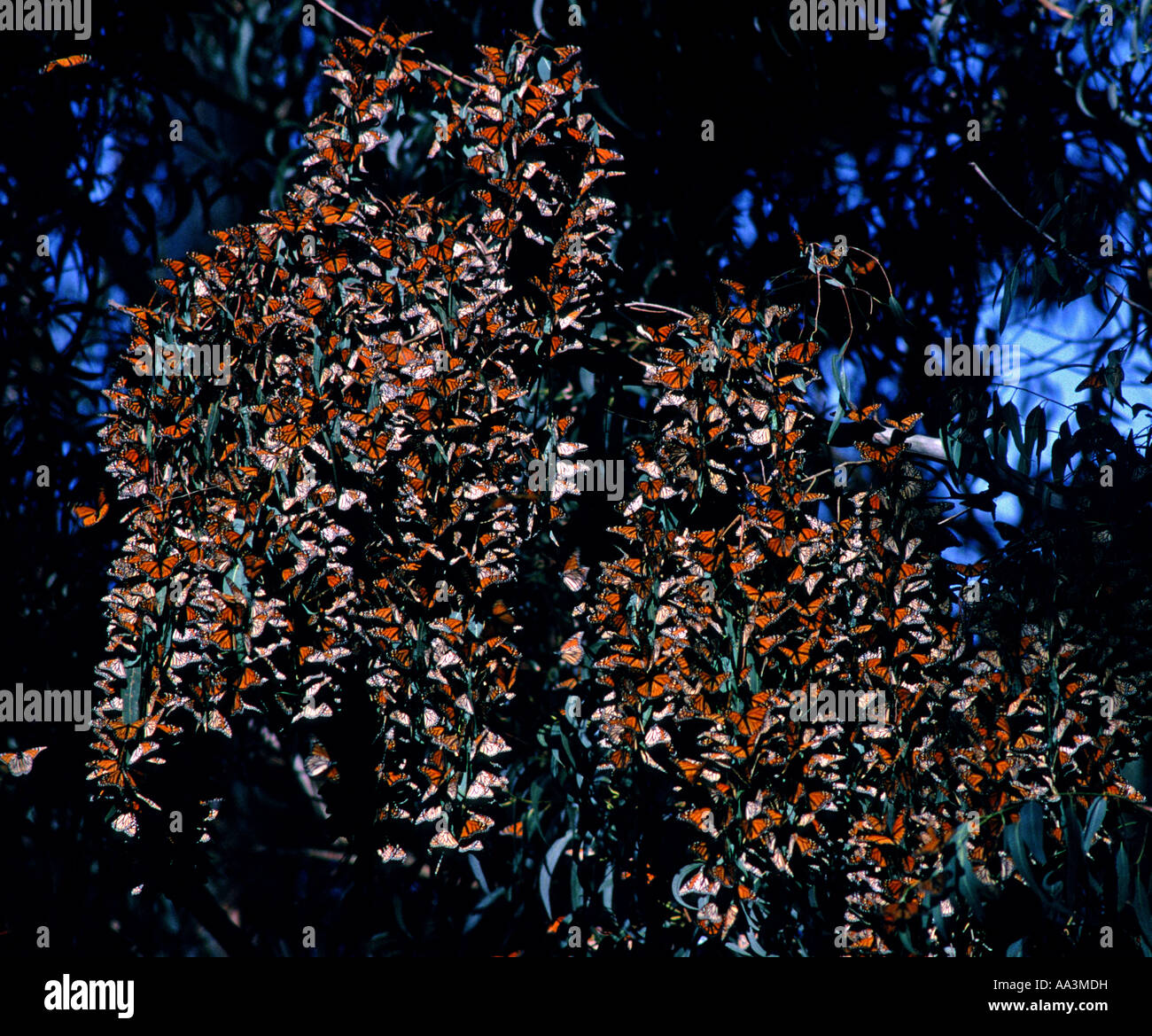 Monarch butterflies Danaus plexippus clustering on eucalyptus tree branches as they winter in a ...