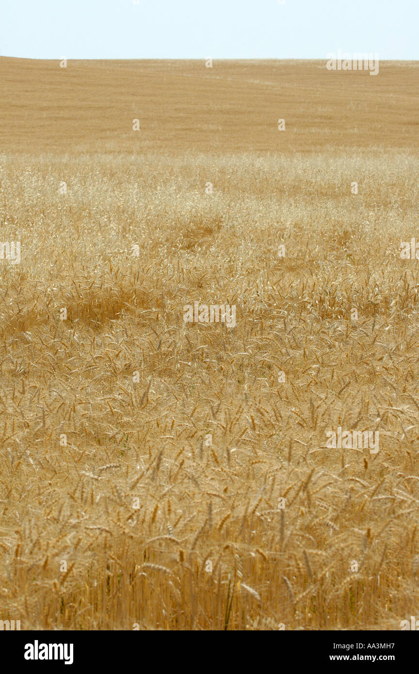 wheat field spain Stock Photo - Alamy