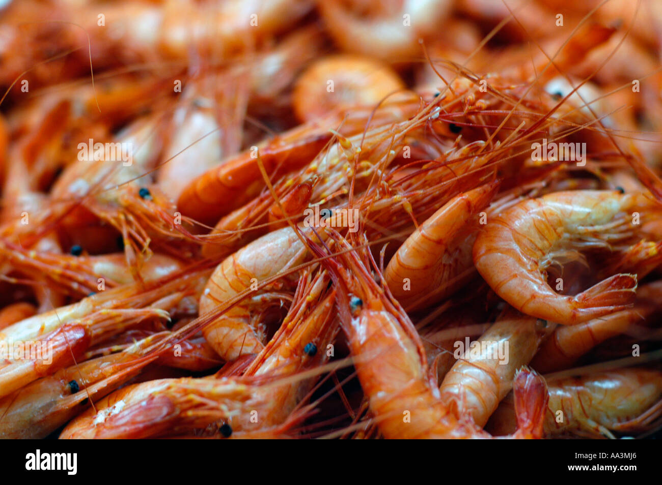 Shrimp close up Stock Photo - Alamy