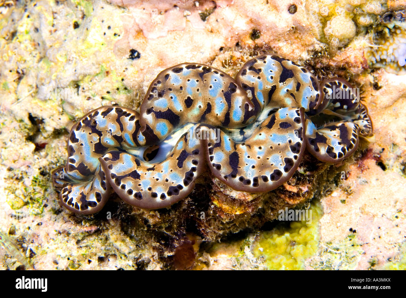 a Giant Clam, Tridacna squamosa, with blue and brown mantle, on the ...