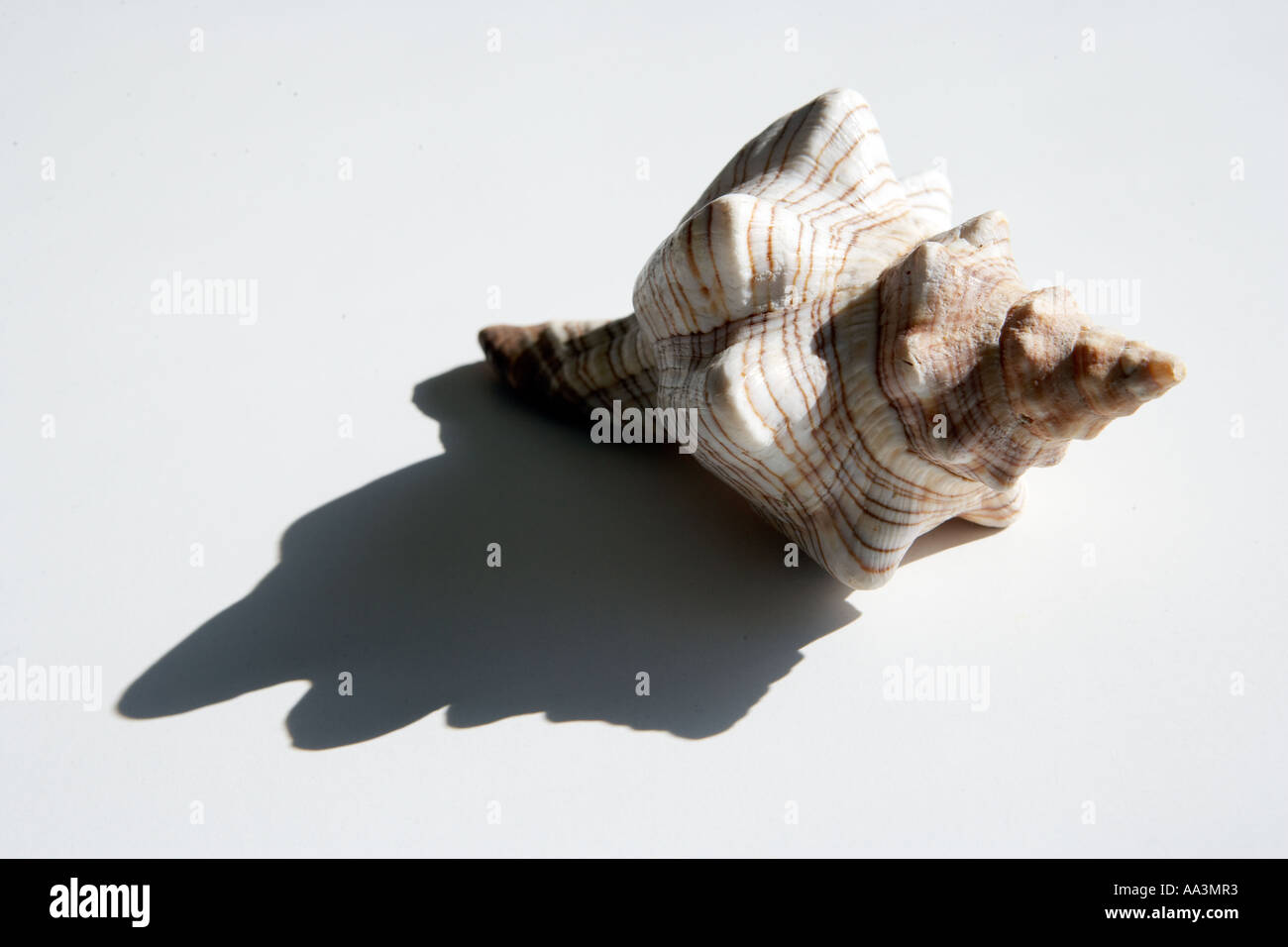 Cone shaped shell hi-res stock photography and images - Alamy
