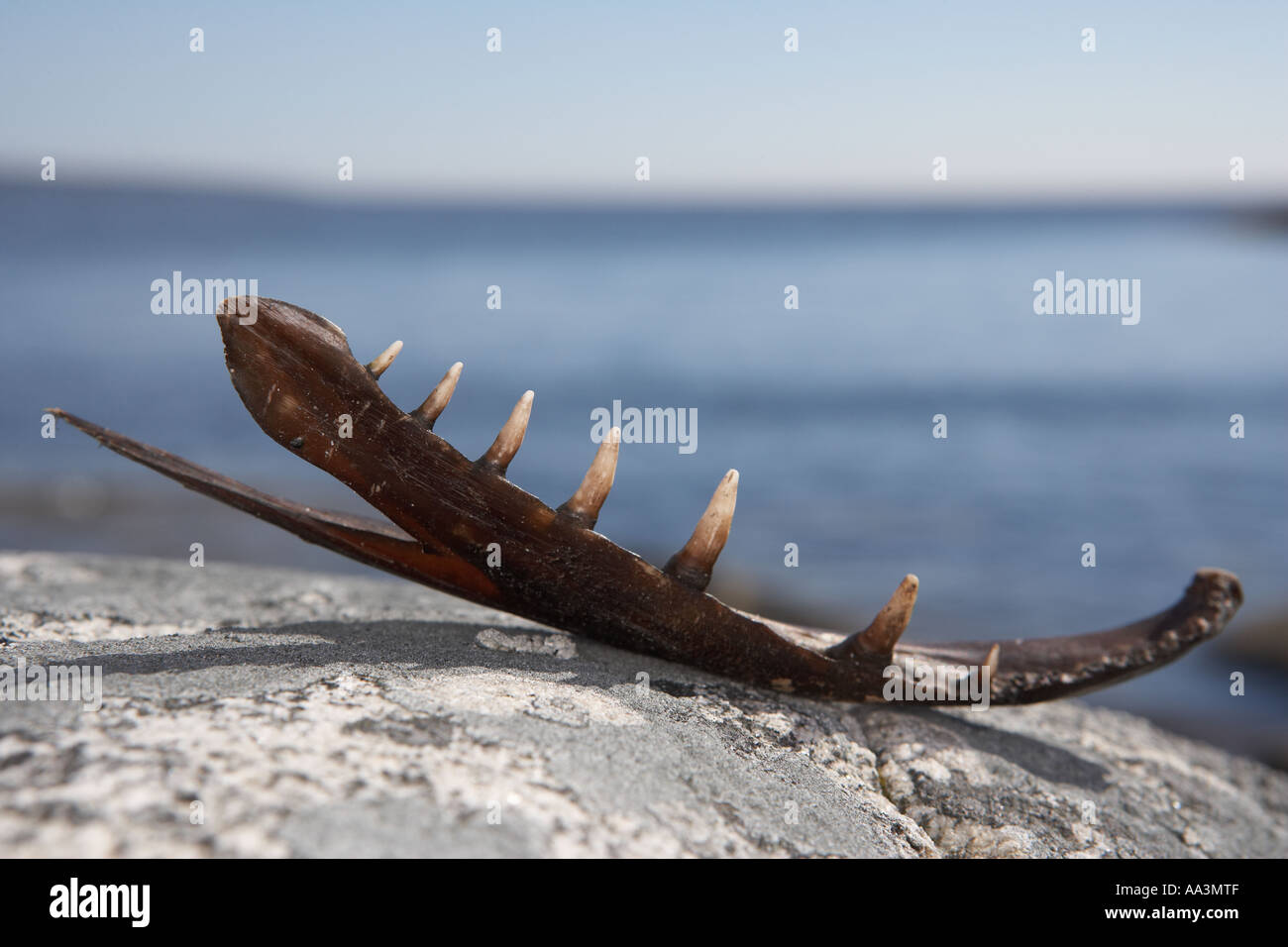 A pike jaw Stock Photo - Alamy