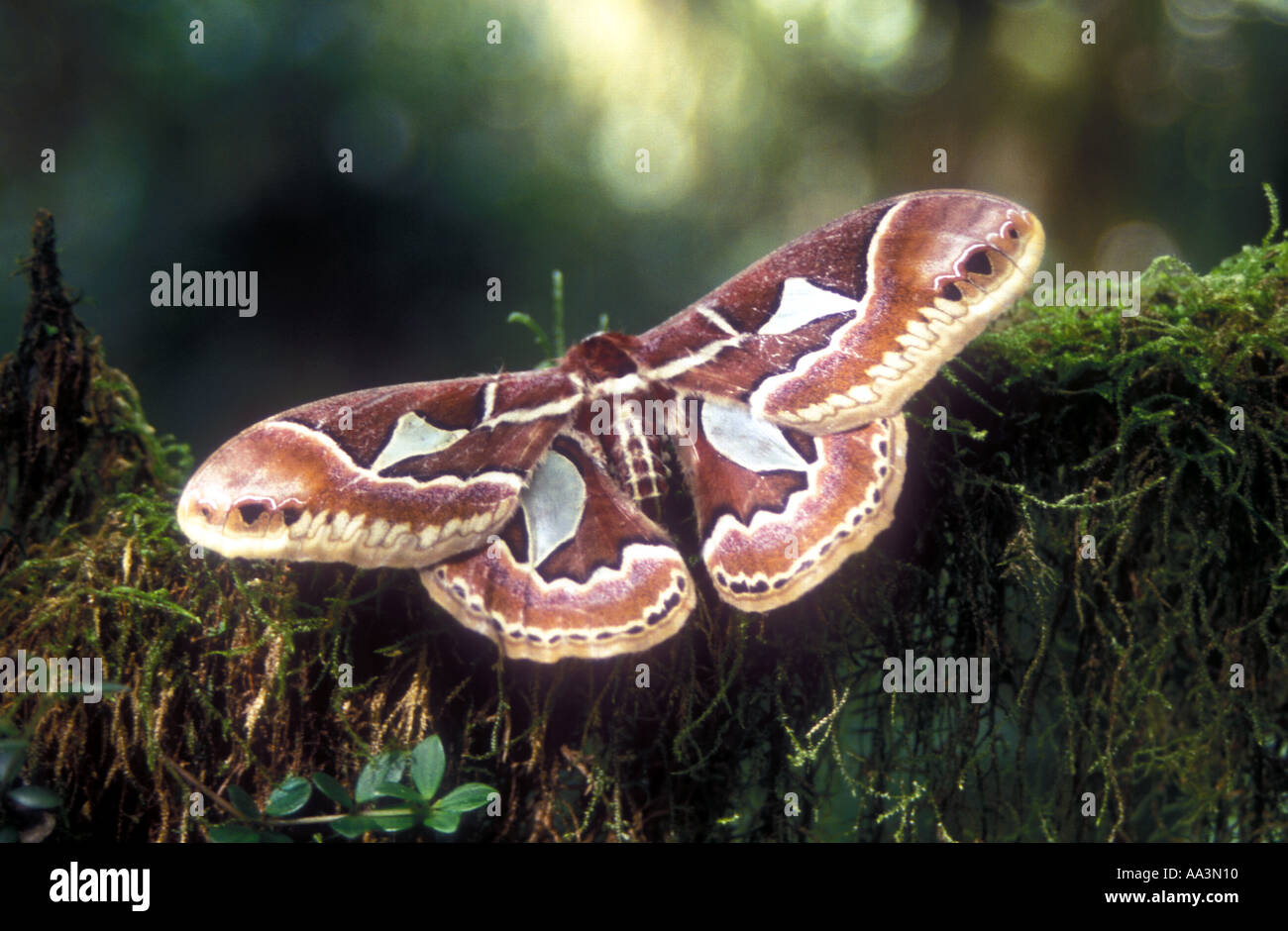 Rainforest moth hi-res stock photography and images - Alamy
