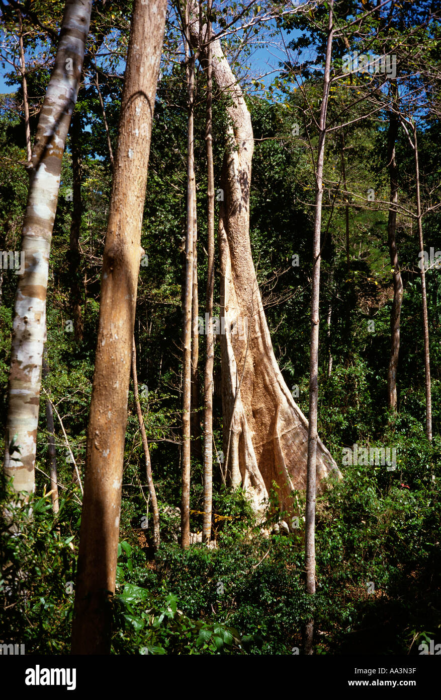 India South Andaman Island buttressed tree in forest near Chiriyatapu ...