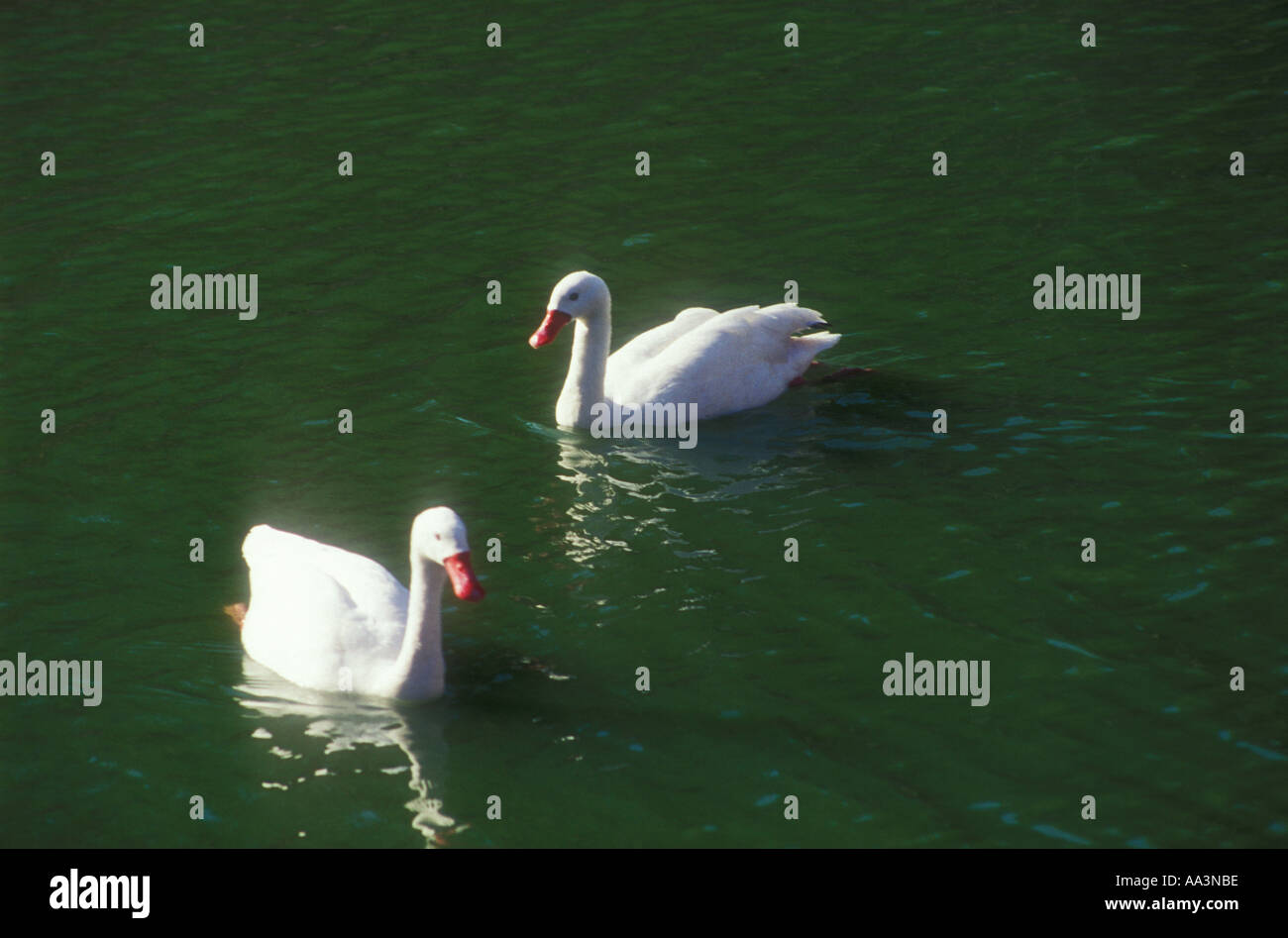 Argentine lake duck hi-res stock photography and images - Alamy