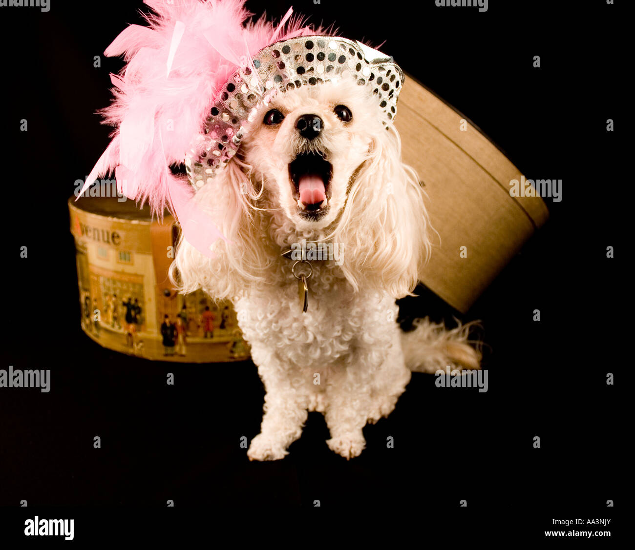 Toy Poodle Yawning, Seattle, Washington, USA Stock Photo - Alamy