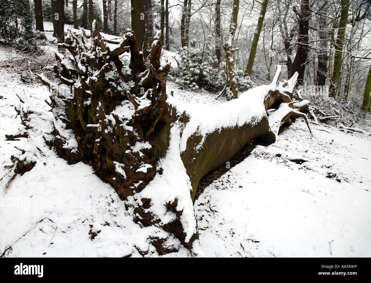 First Snowfall at Bramcote 4 Stock Photo - Alamy