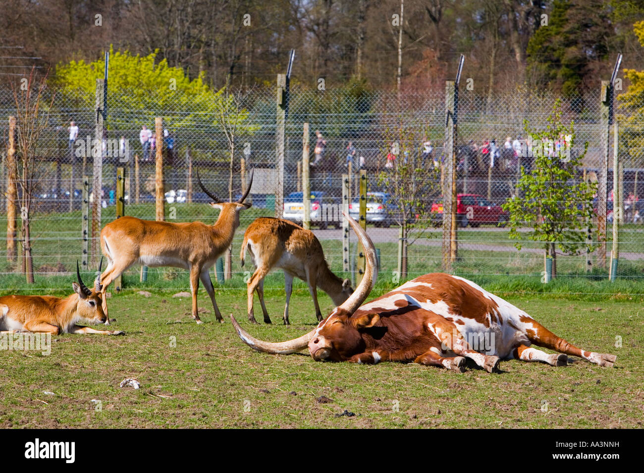 Lechwe Antelope and long horned cow in safari park Stock Photo - Alamy