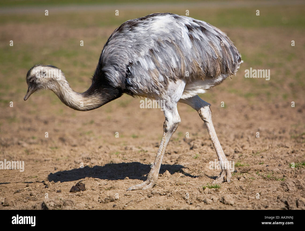 Ostrich - Struthio camelus Stock Photo - Alamy
