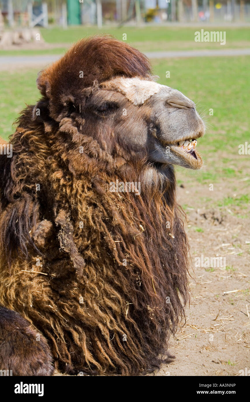 Bactrian Camel chewing cud Stock Photo - Alamy