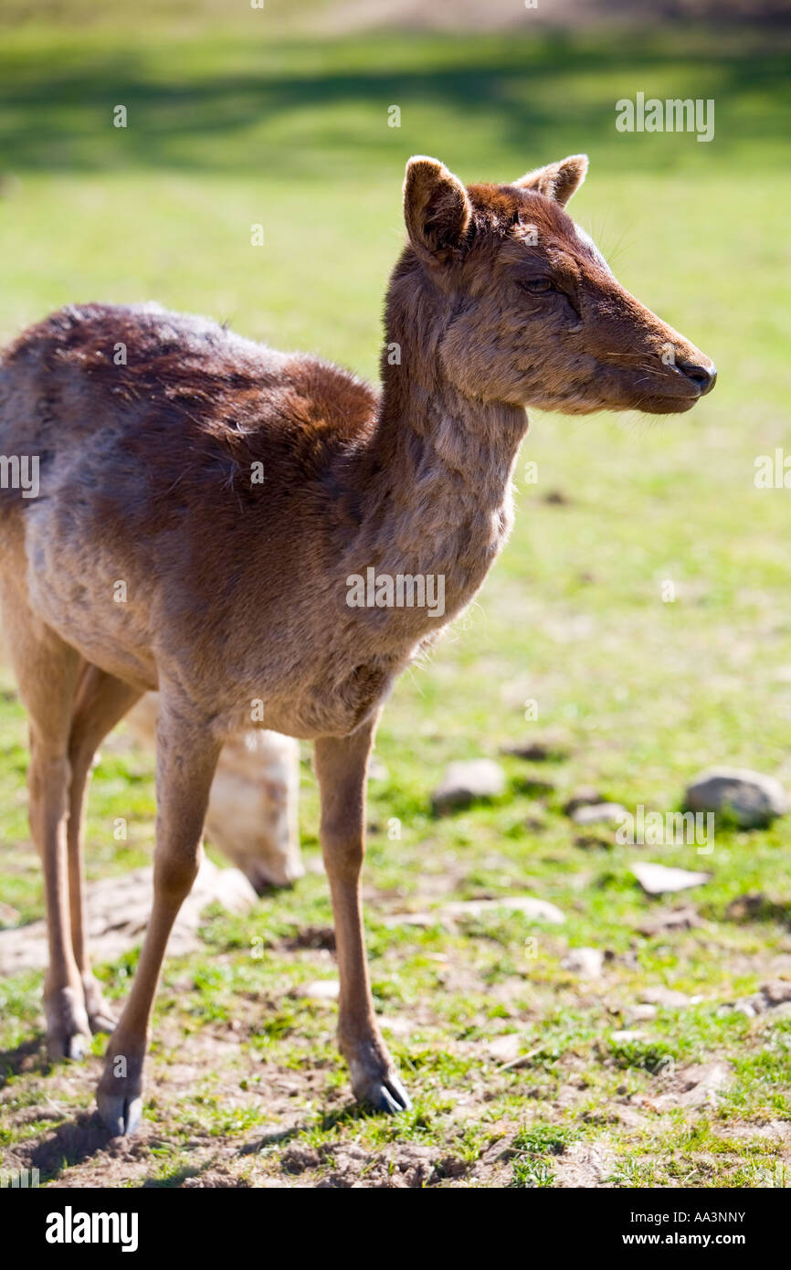 Pere David's Deer - Elaphurus Davidiensis Stock Photo - Alamy
