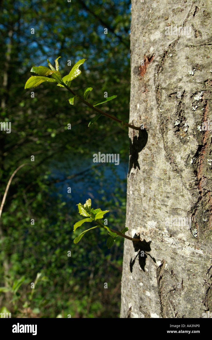 new twigs growing on a tree trunk Stock Photo - Alamy
