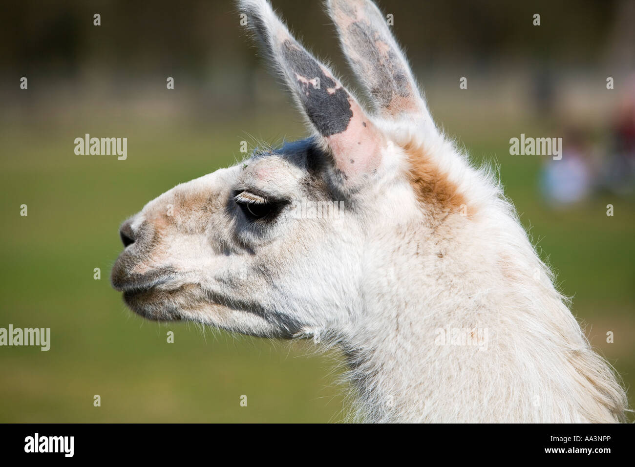 Llama head shot Stock Photo - Alamy