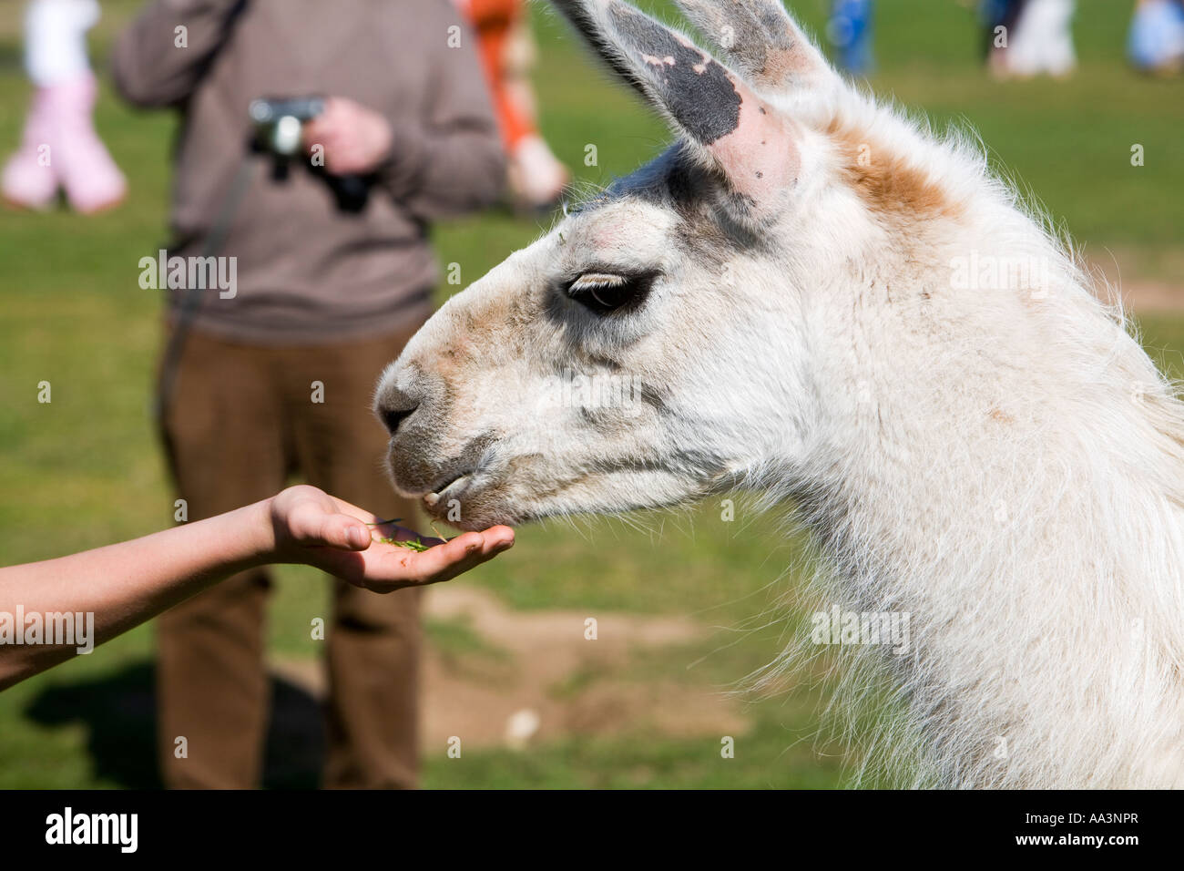 Hand feeding grass to Llama head shot Stock Photo - Alamy