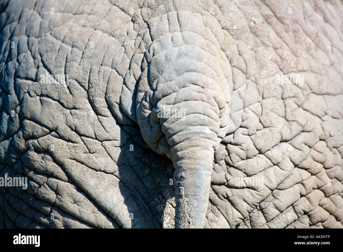 Large grey elephant bottom Stock Photo - Alamy