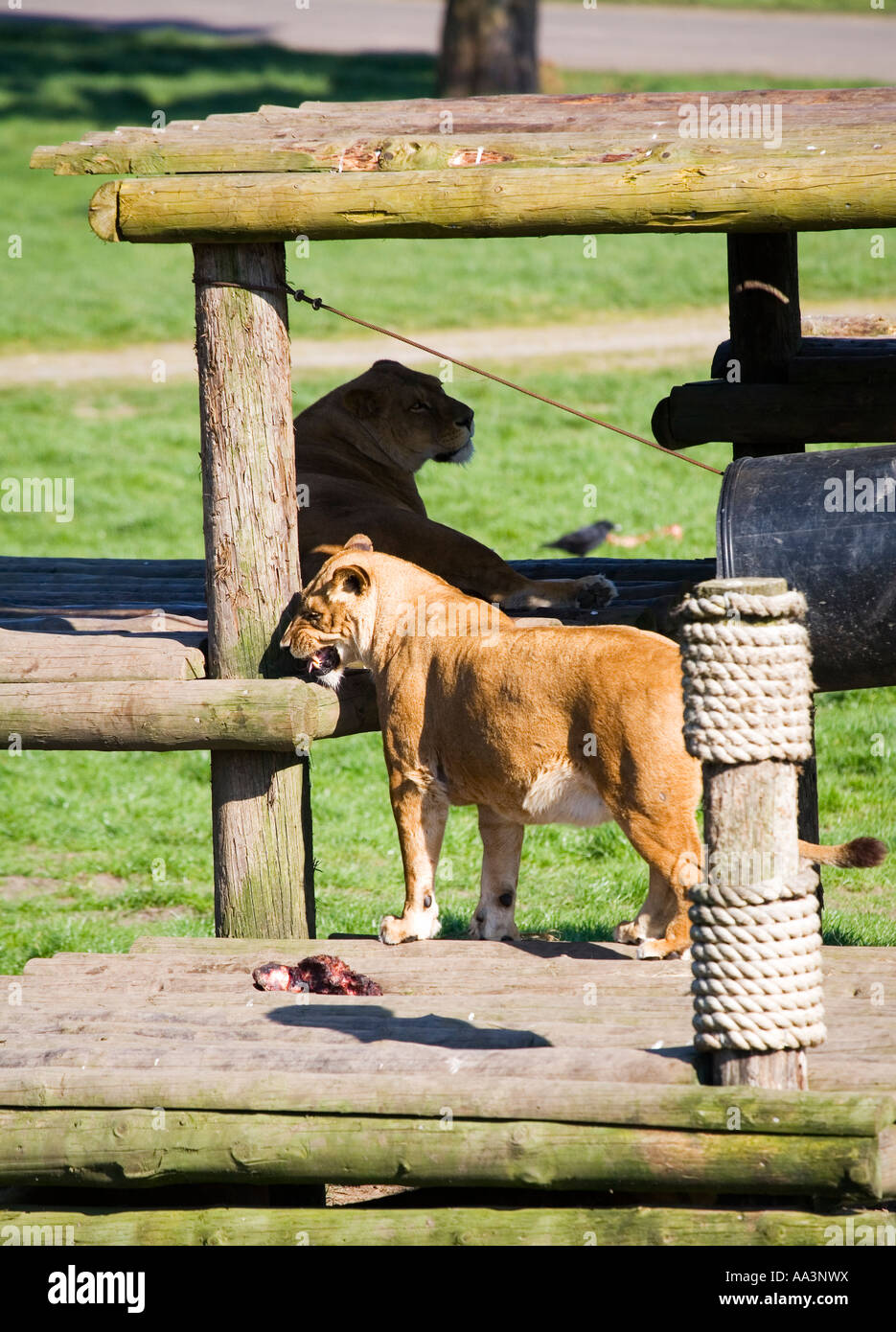 Raised platform hi-res stock photography and images - Alamy