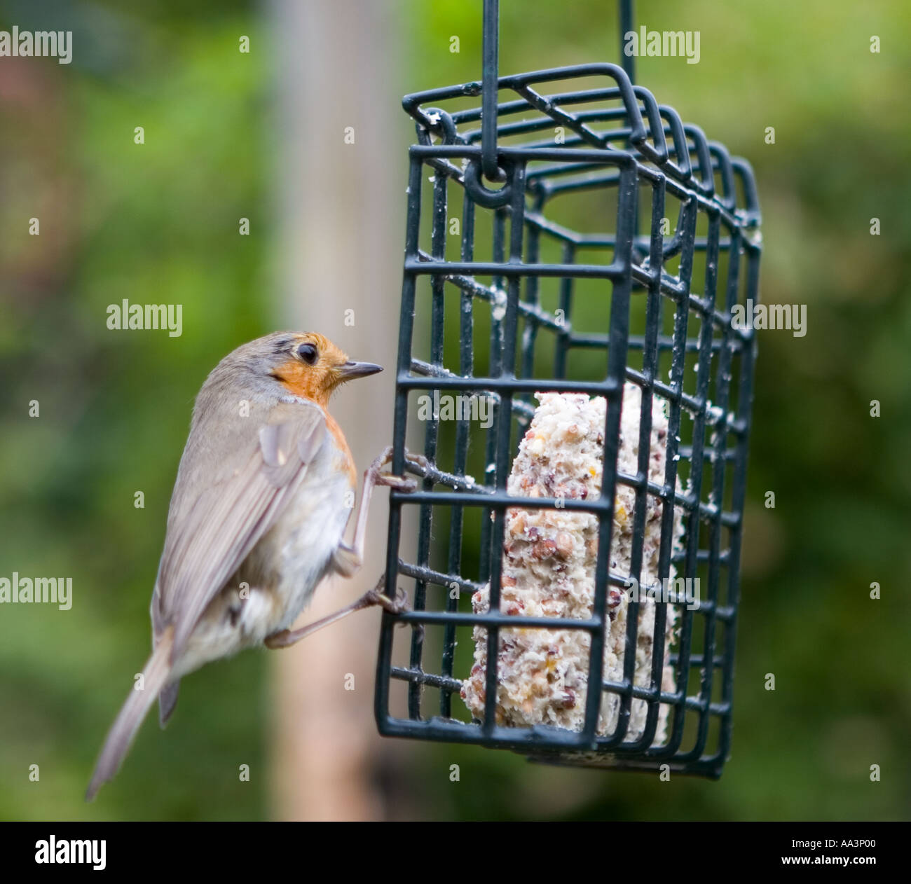 A robin feeding from a small cage filled with a seed and lard block ...