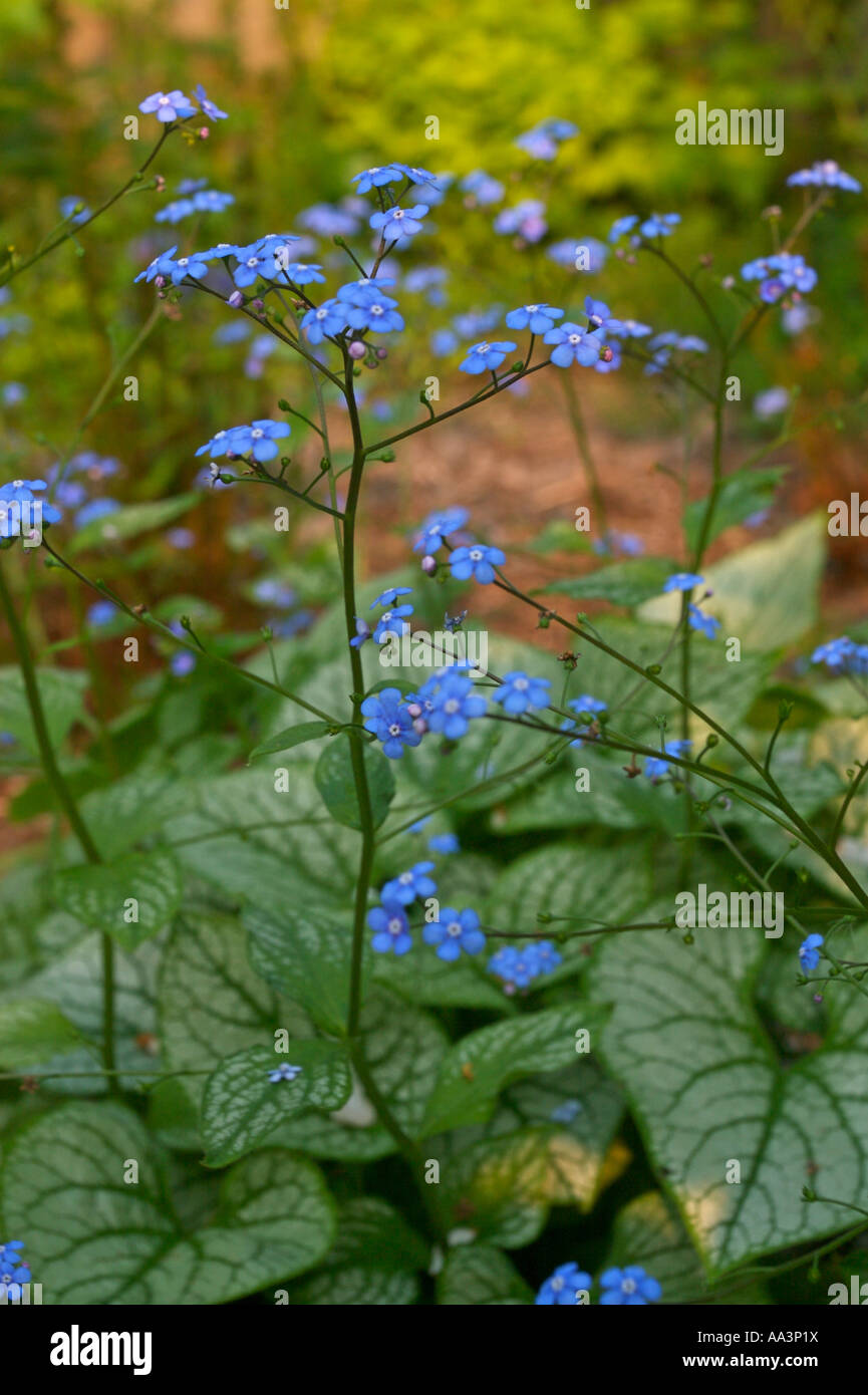 Great groundcover hi-res stock photography and images - Alamy