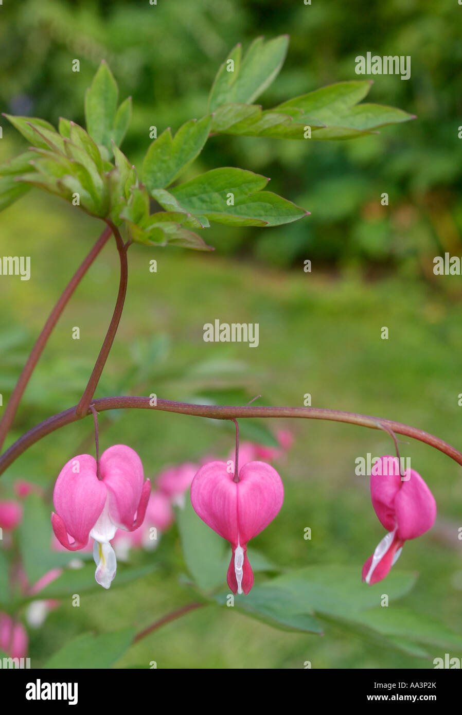 Bleeding colour hi-res stock photography and images - Alamy