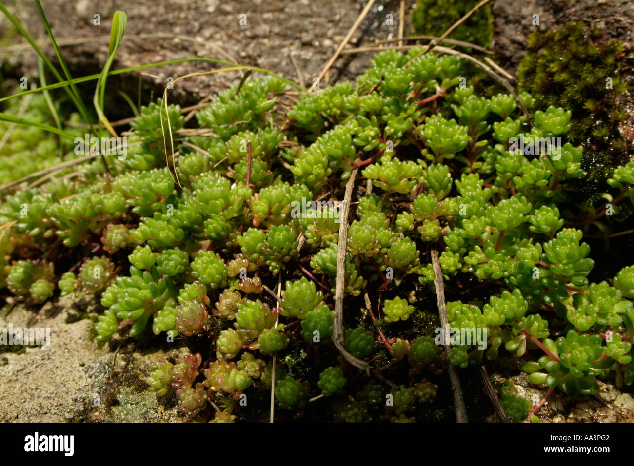 Portuguese stonecrop hi-res stock photography and images - Alamy