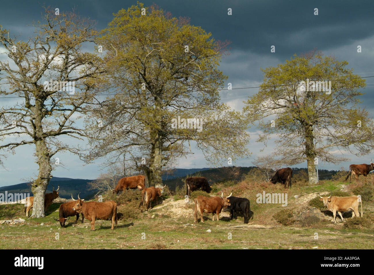 Portuguese beef cattle hi-res stock photography and images - Alamy