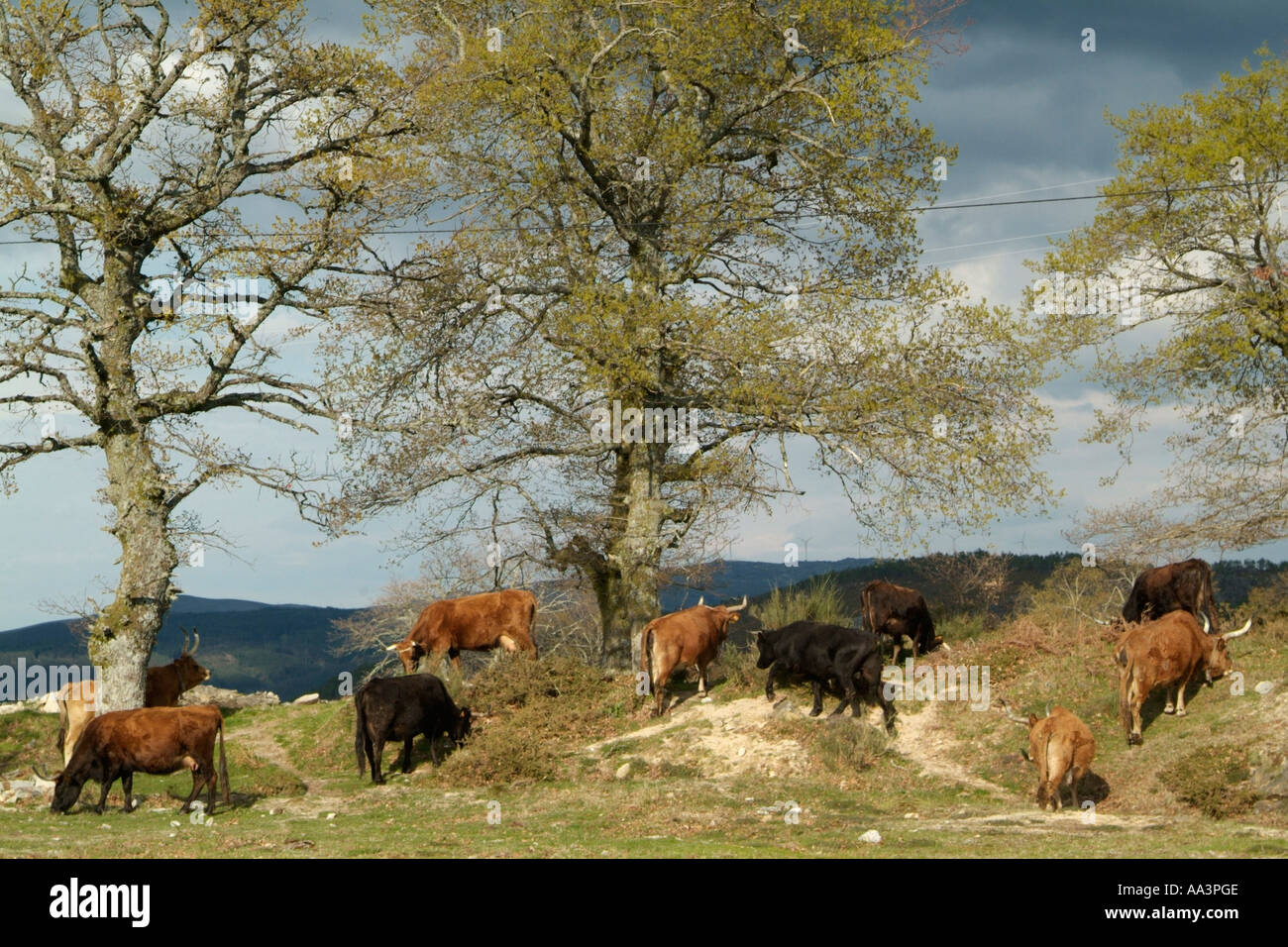 Portuguese beef cattle hi-res stock photography and images - Alamy