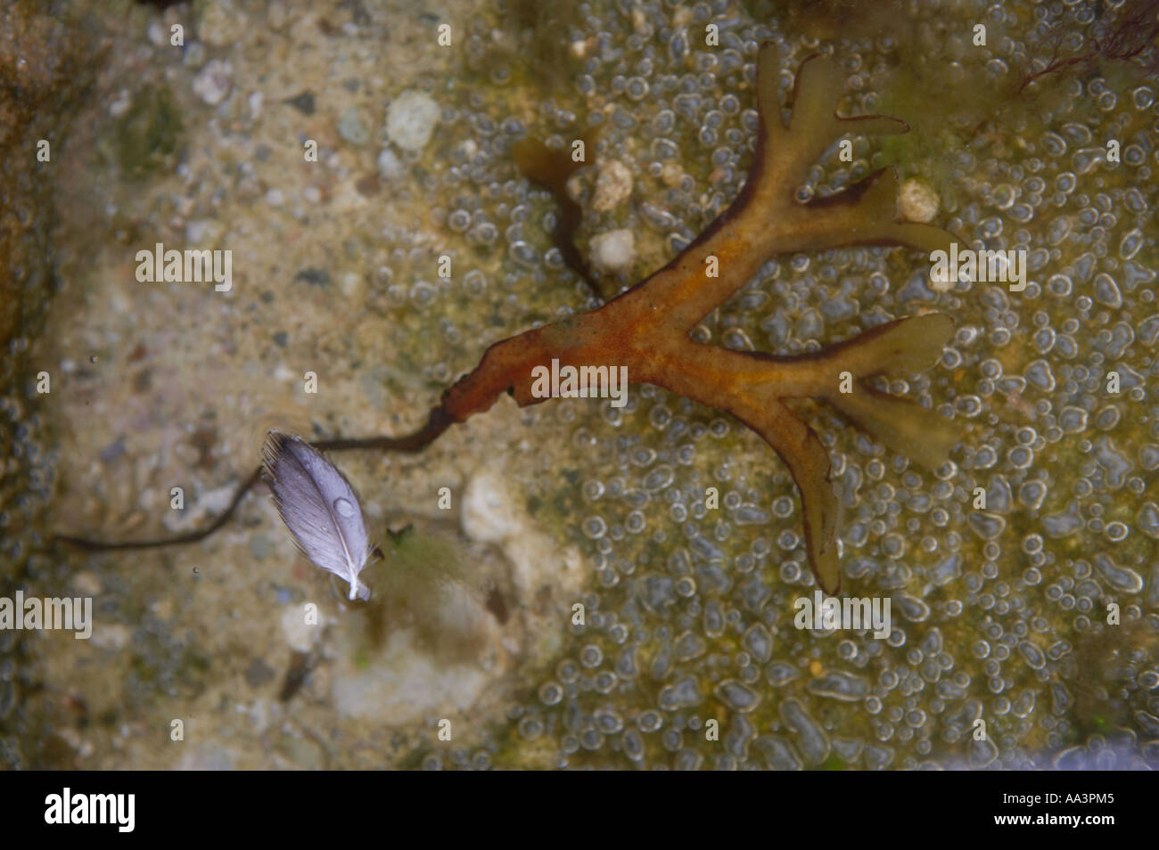 Knotted wrack algae hi-res stock photography and images - Alamy
