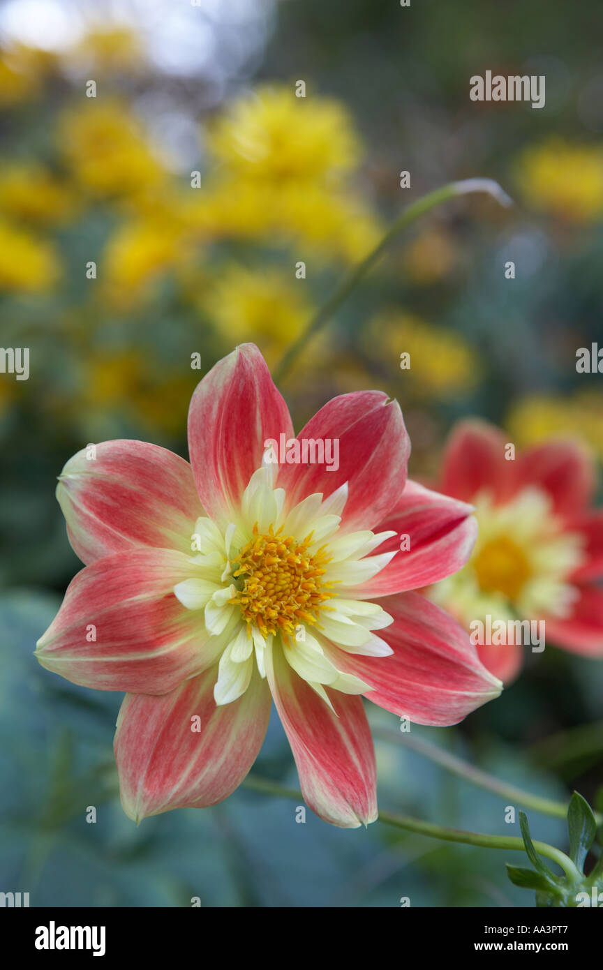Heliópsis helianthoides, red and yellow flowers Stock Photo - Alamy