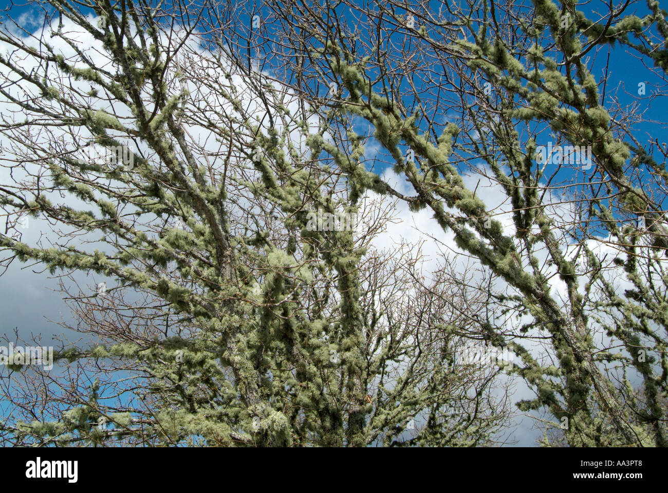 Oak tree with dried leafs in Autumn Stock Photo - Alamy
