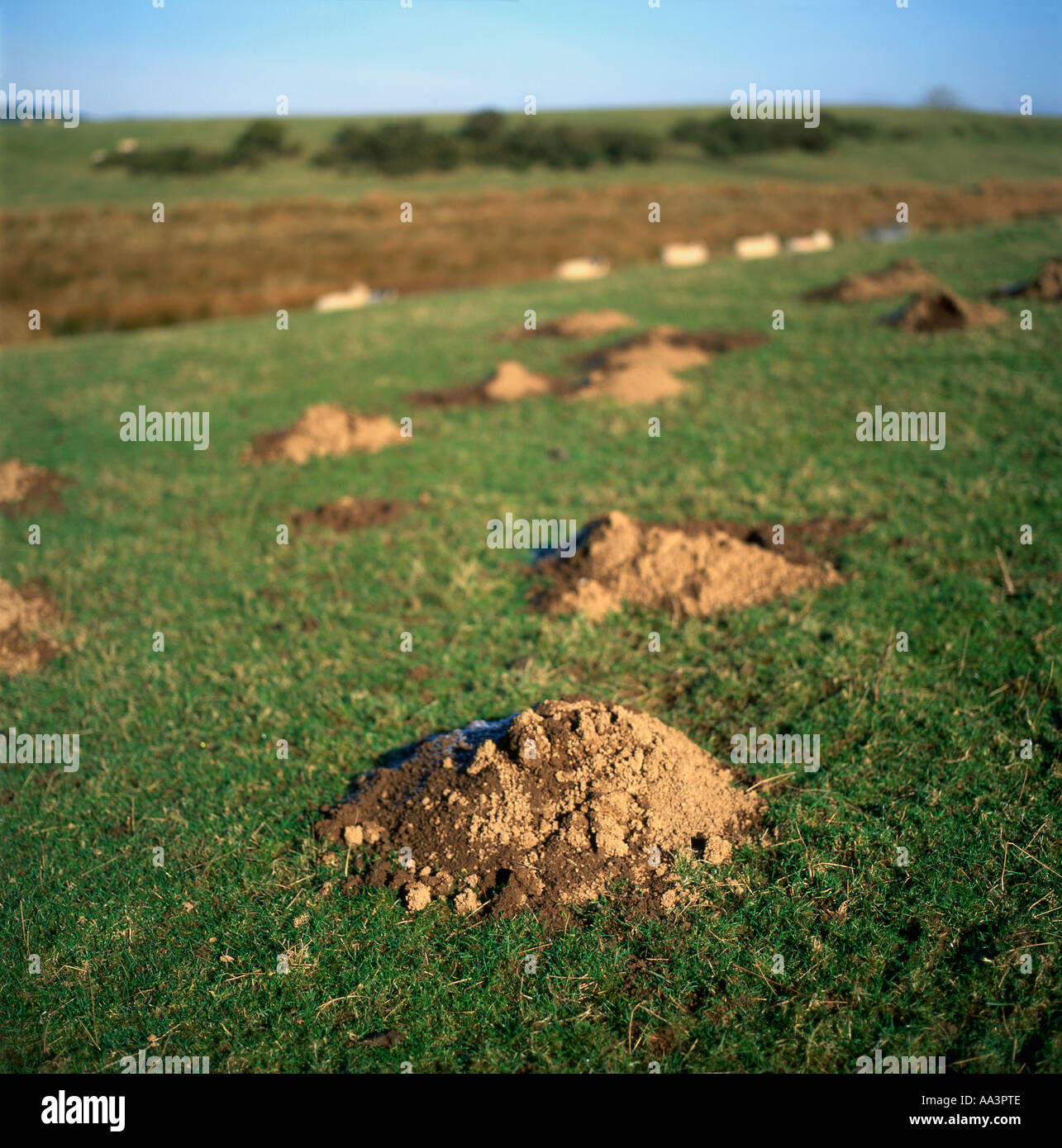 Mole on surface digging hi-res stock photography and images - Alamy