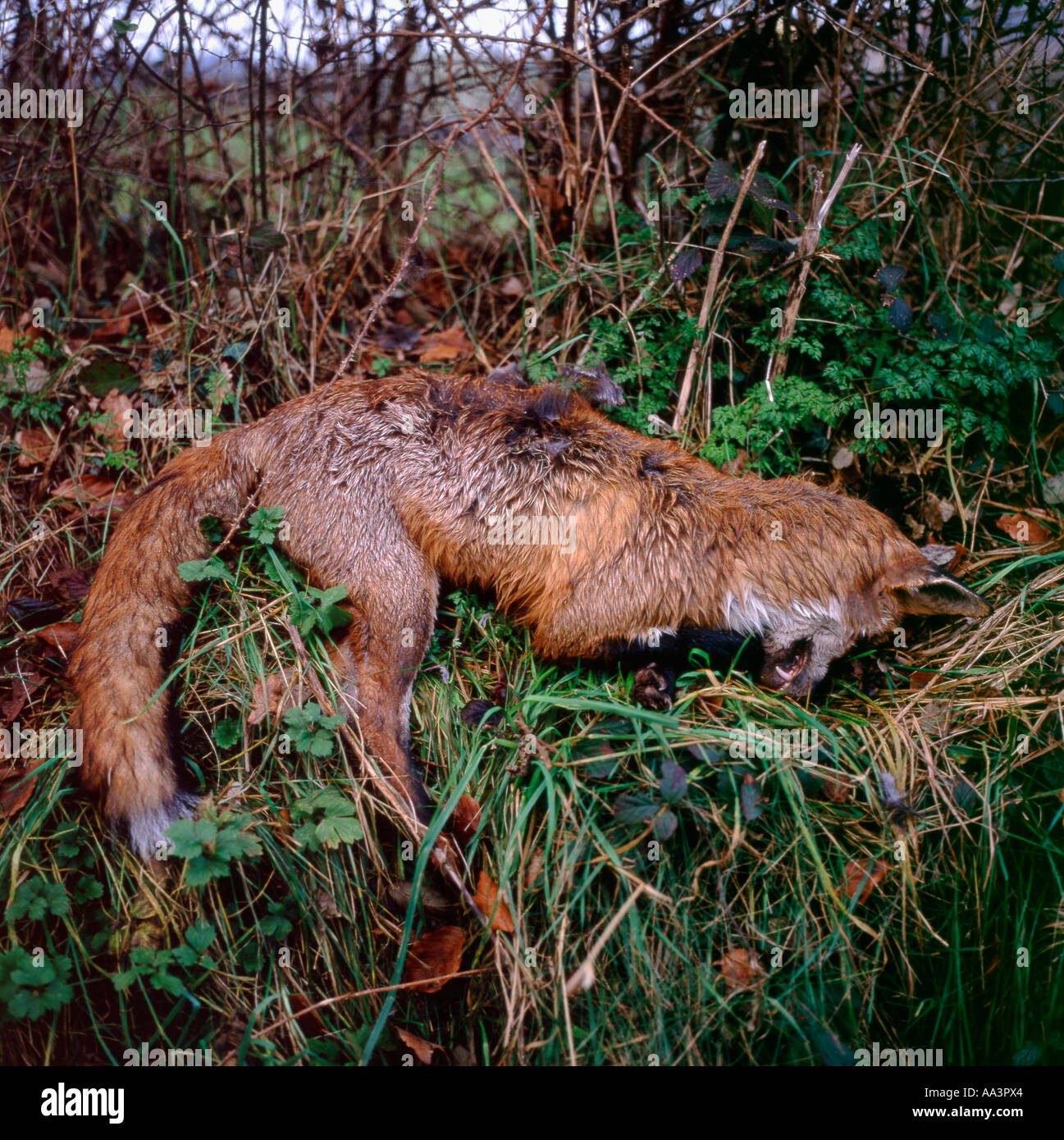 Carmarthenshire hunt hi-res stock photography and images - Alamy