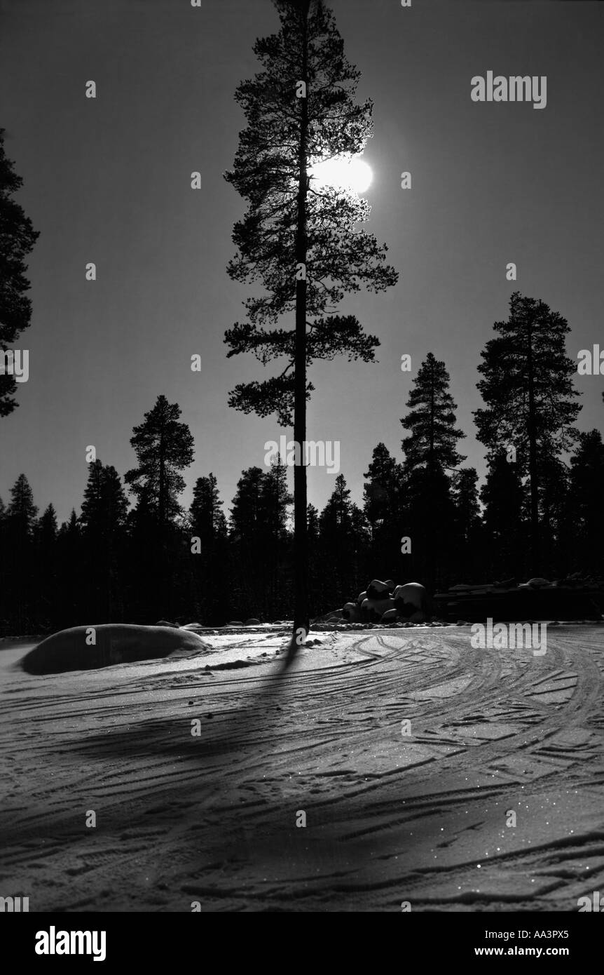 a pine in winter moonlight Stock Photo - Alamy