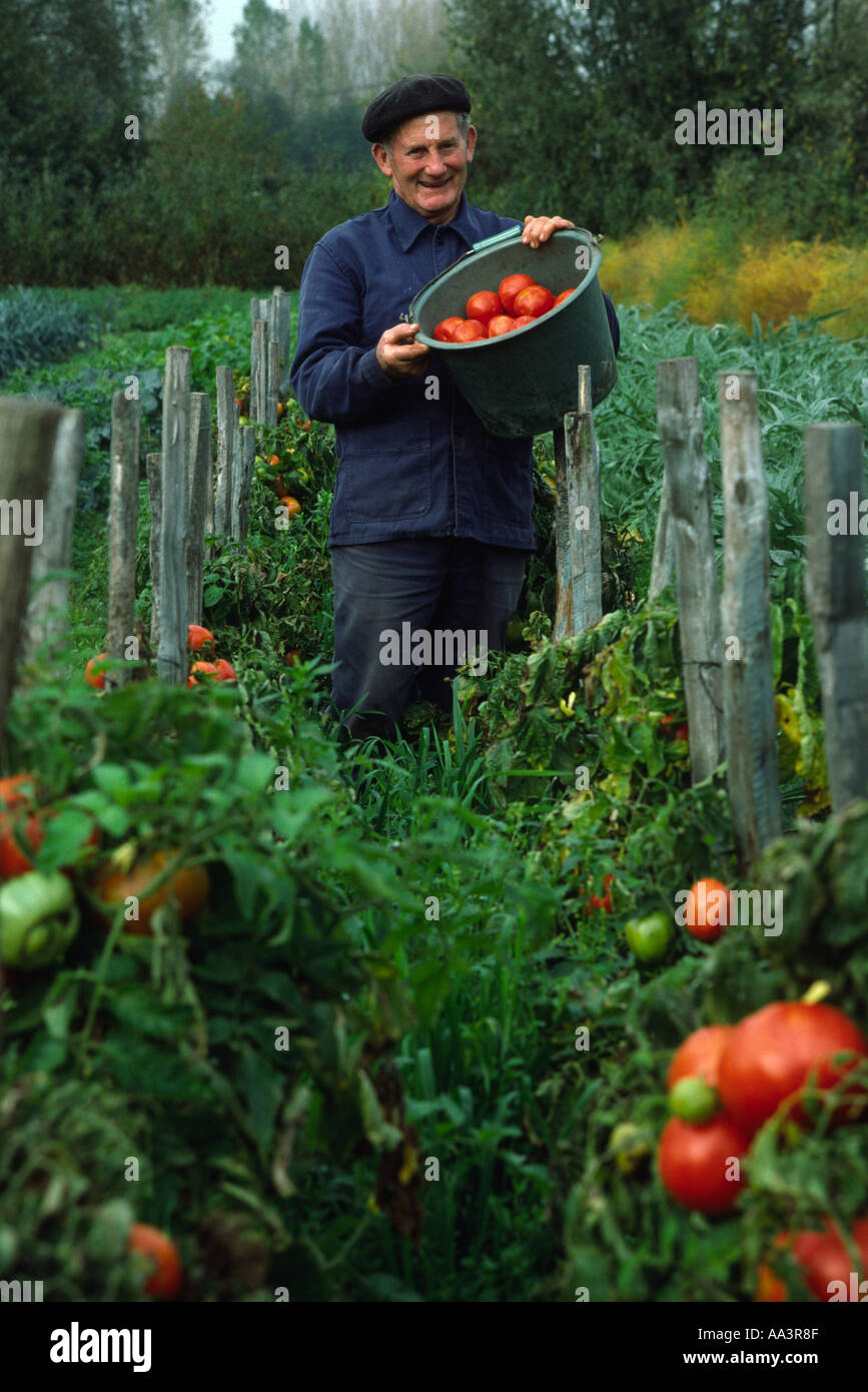 An older French farmer takes a break from harvesting a tomato crop in ...
