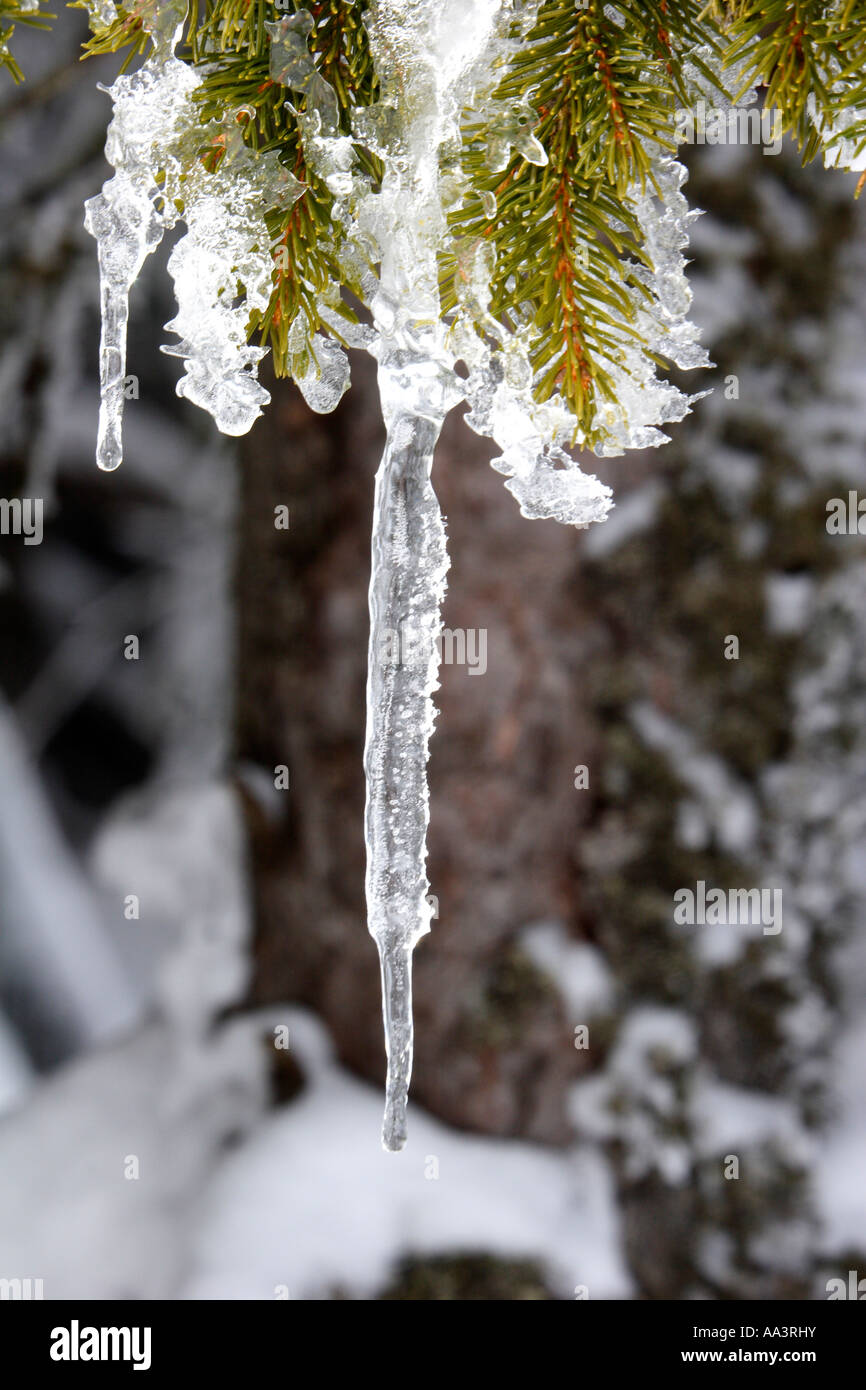 frozen ice hanging from branches on pine tree Stock Photo - Alamy